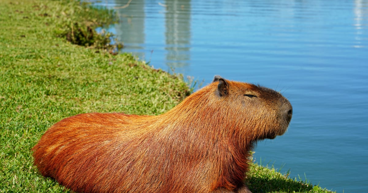 Capybara Pups Taking First Swim Lessons at San Diego Zoo Are Too Cute ...