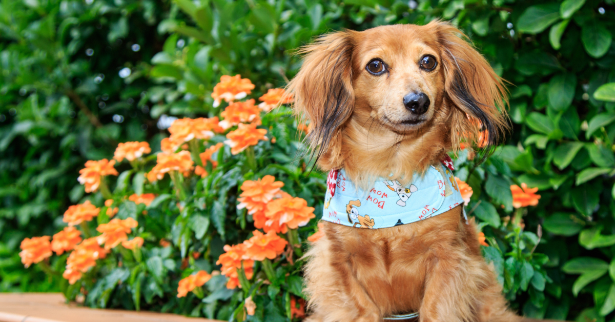Mini Dachshund Offers Mom Sweet T After Thinking Shes Leaving