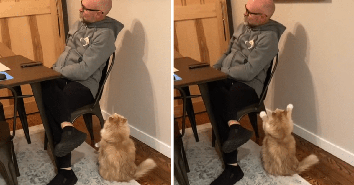 Cat's Funny Way of Trying to Get Dad's Attention Gets an 'A' for Effort ...