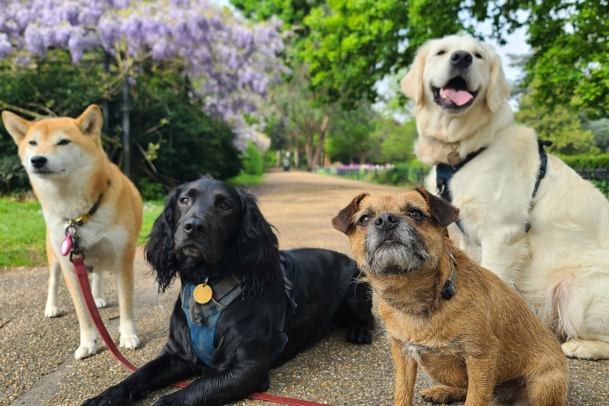 New Survey Reveals 'Best Behaved' Dog Breeds and It's an Interesting ...