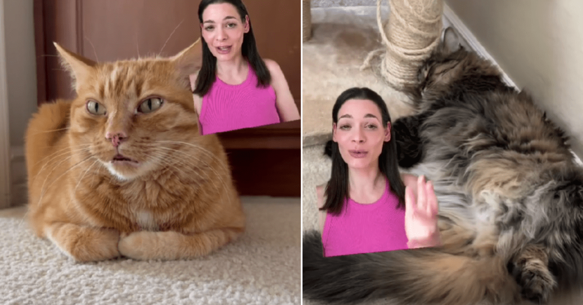 Pet Expert Details What a Cat's 'Loaf Position' Says About Them ...