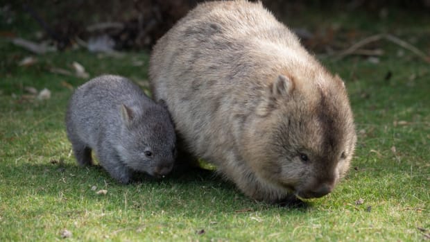 Australian Reptile Park Keeper's Life with Rescued Baby Wombat Brings ...
