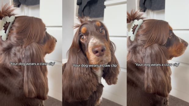 Rare Spotted Cocker Spaniel Is Charming Everyone with His Perfectly Un ...