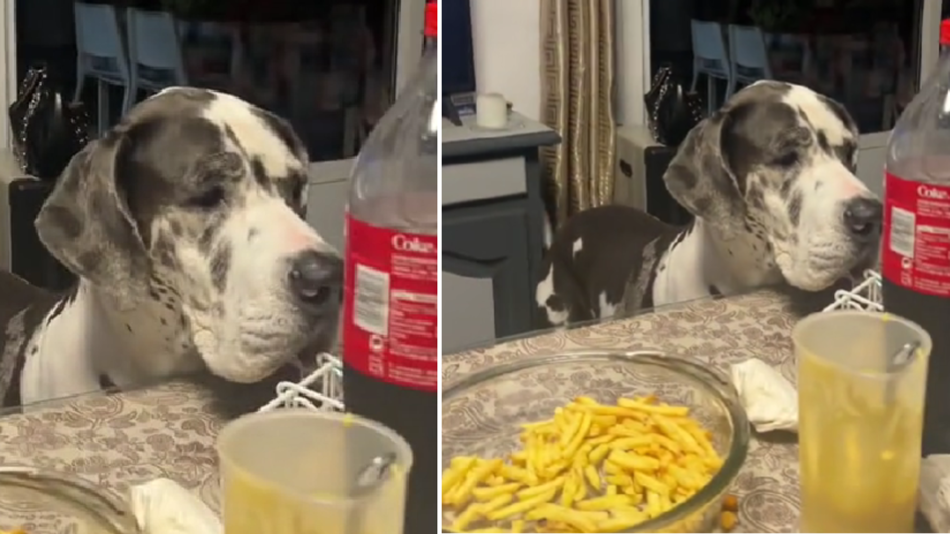 Jimmy Buffett Shares Sweetest Video of His Beloved Dogs - Parade Pets