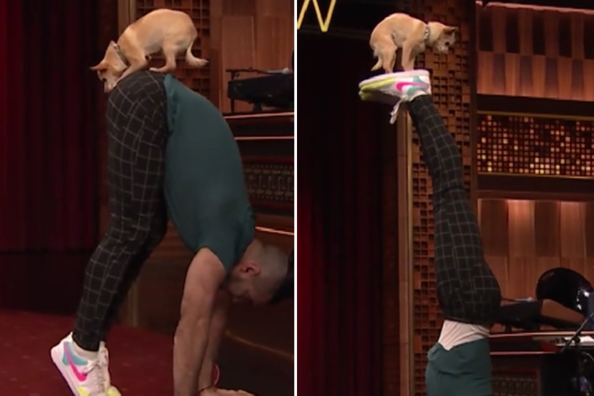 Jimmy Buffett Shares Sweetest Video of His Beloved Dogs - Parade Pets