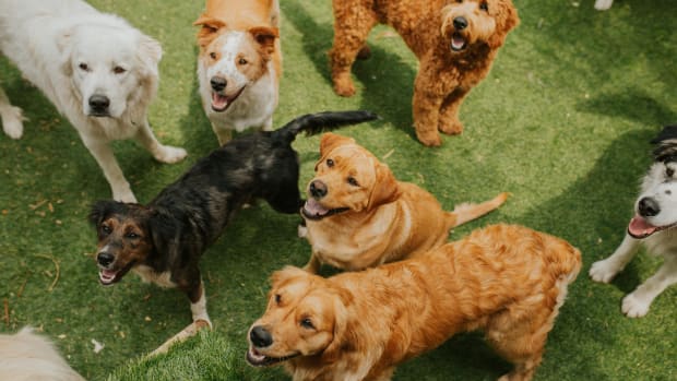 Dog Day Care Shows Off Their Pups Who Have The Best Human Names dog-day-care-shows-off-their-pups-who-have-the-best-human-names