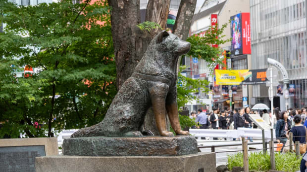 200 Japanese Dog Names with Meanings - Parade Pets