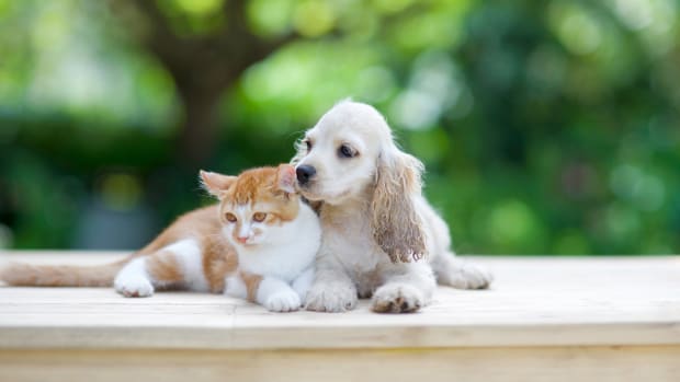 Rare Spotted Cocker Spaniel Is Charming Everyone with His Perfectly Un ...