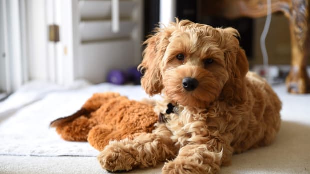 Dog Mom Shares Funny and Cute Traits About Cockapoos No One Can Resist ...