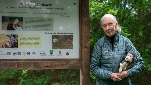 Dr. Jane Goodall Celebrates 90th Birthday Sharing 'Words of Wisdom' on ...