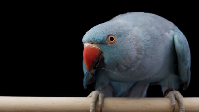 Beautiful Caique Parrot 'Guarding' the Sink for His Bath Time Is ...