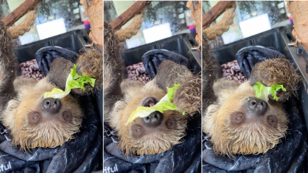 Cincinnati Zoo's Baby Sloth Enjoying a Tasty Snack Will Brighten Anyone ...