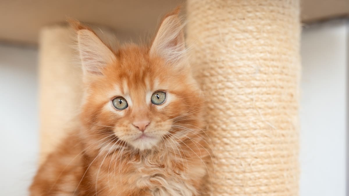 Orange kitten store