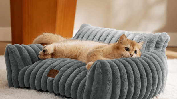 Amazon Is Selling the Cutest Cat Couch for 25 Off for Cyber Monday It s Almost Sold Out Parade Pets