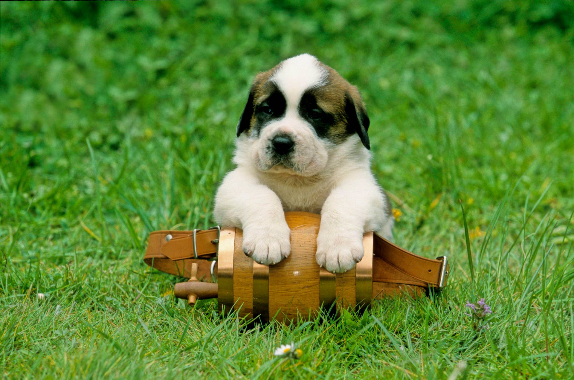 Great Bernard Puppies