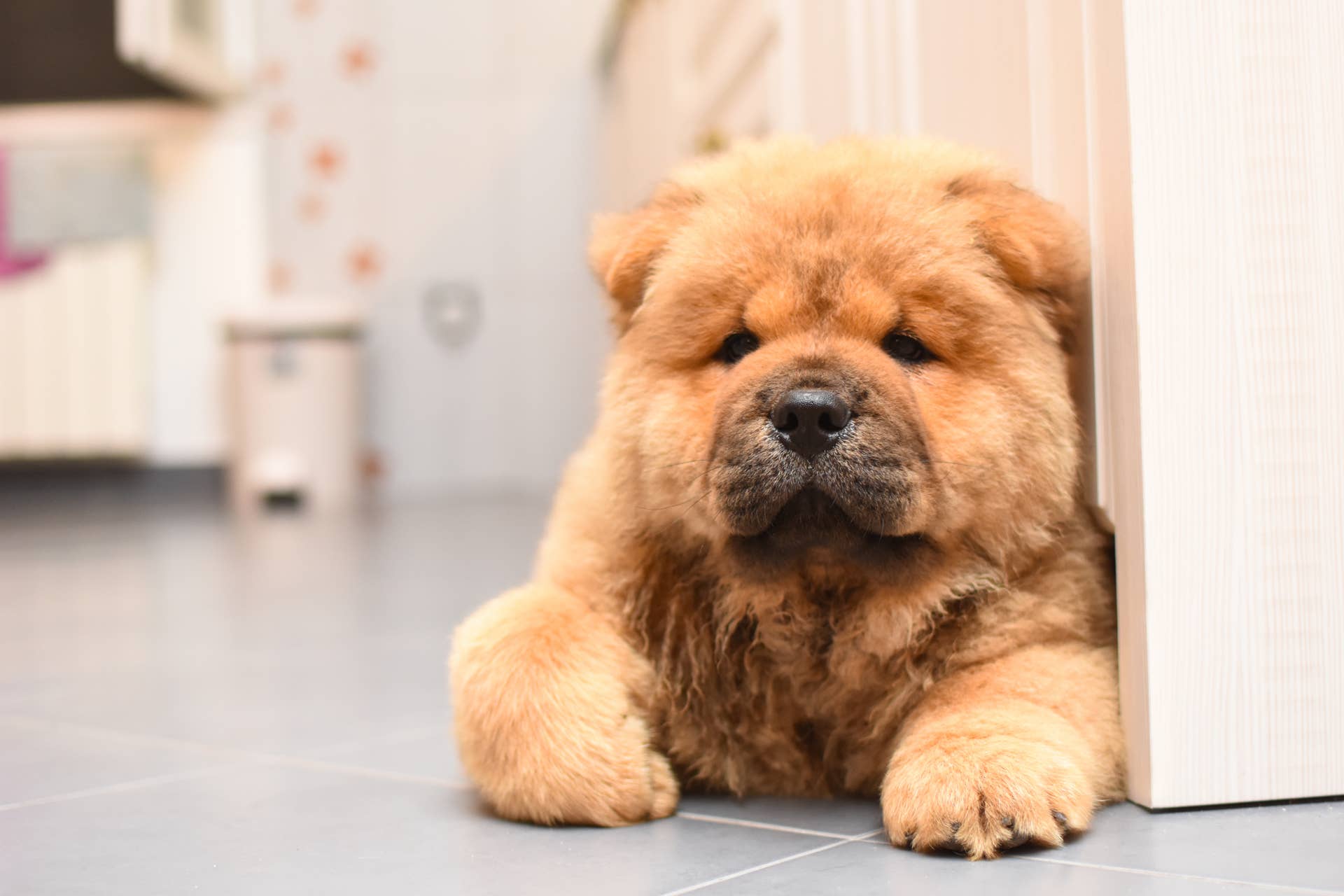 Are Chow Chows Good With Kids
