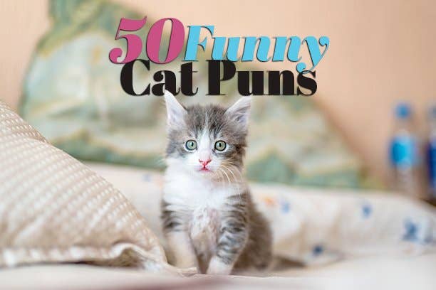 Funny Kitten Pictures With Words Funny Kitten Pictures With Words