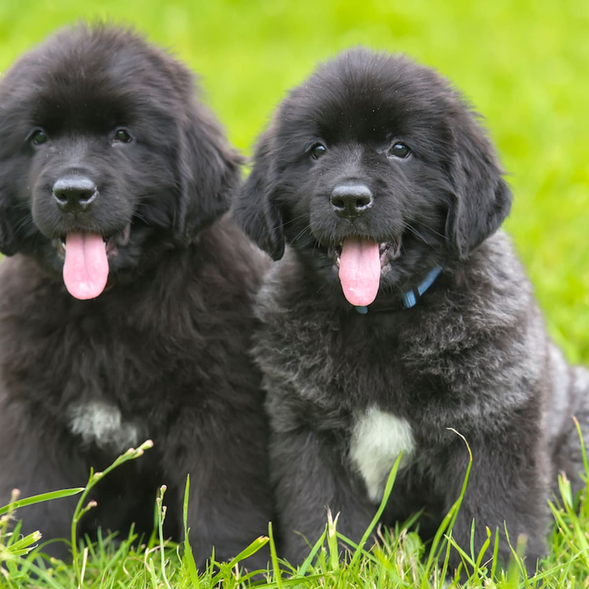Newfoundland Puppies Going Through Their Dinosaur Phase Are So Adorable It Hurts Parade Pets