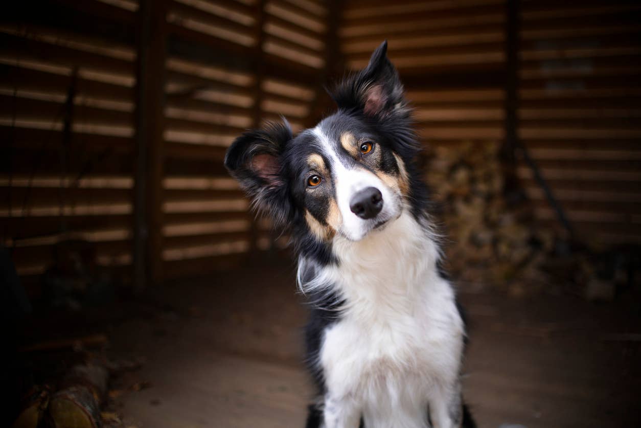 How To Decode Your Dog's Body Language, Veterinarians Explain