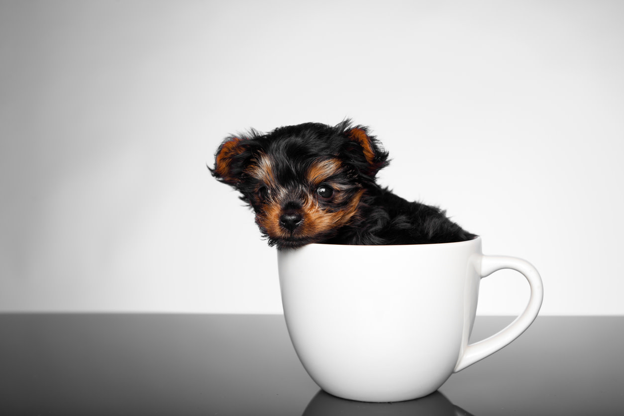 25 Teacup Dog Breeds for Tiny Puppy Love