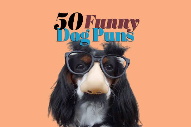 50 Funny Dog Puns That Are Paw-some (2024)
