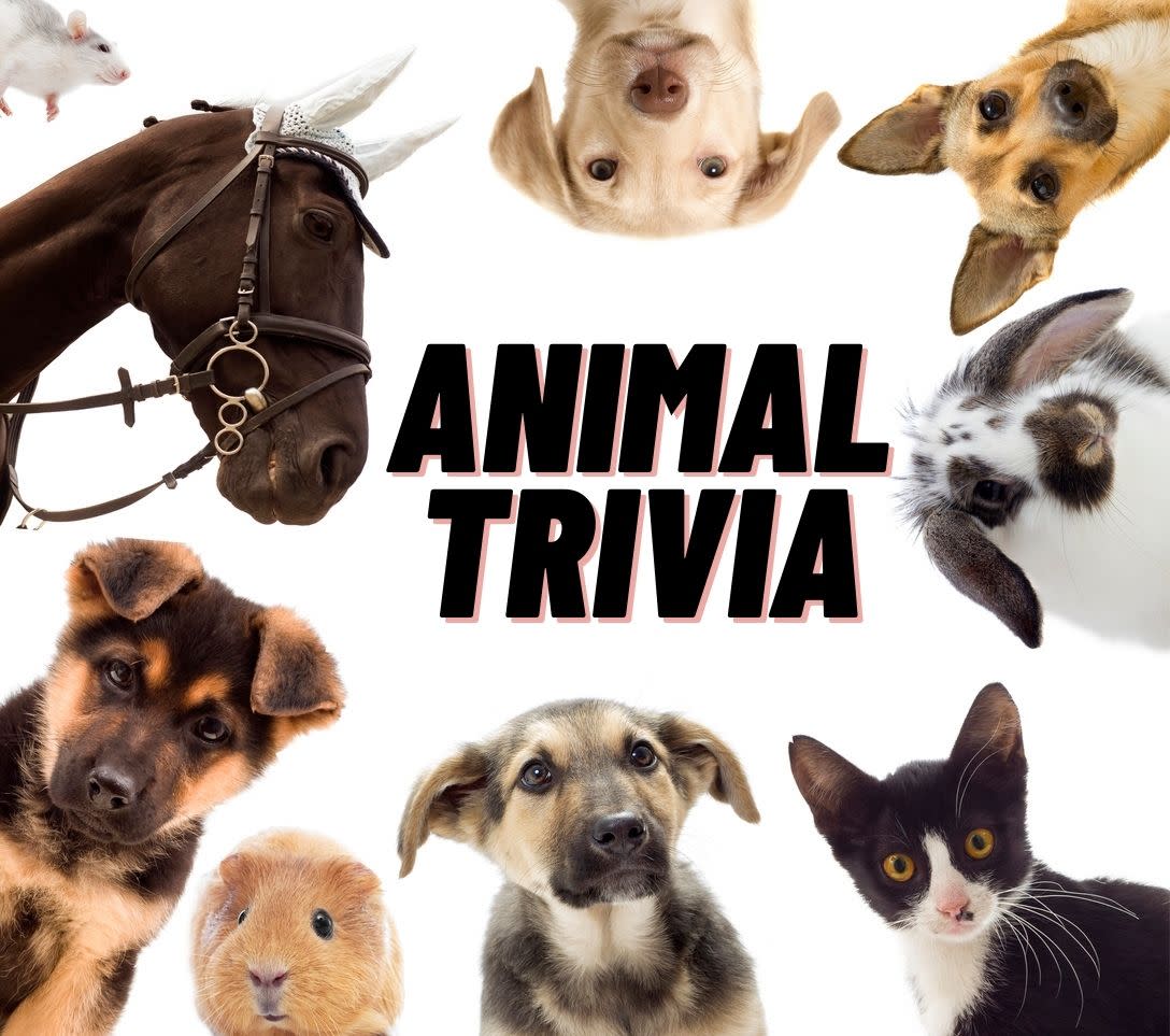 100 Animal Trivia Questions with Answers (Quiz Yourself)