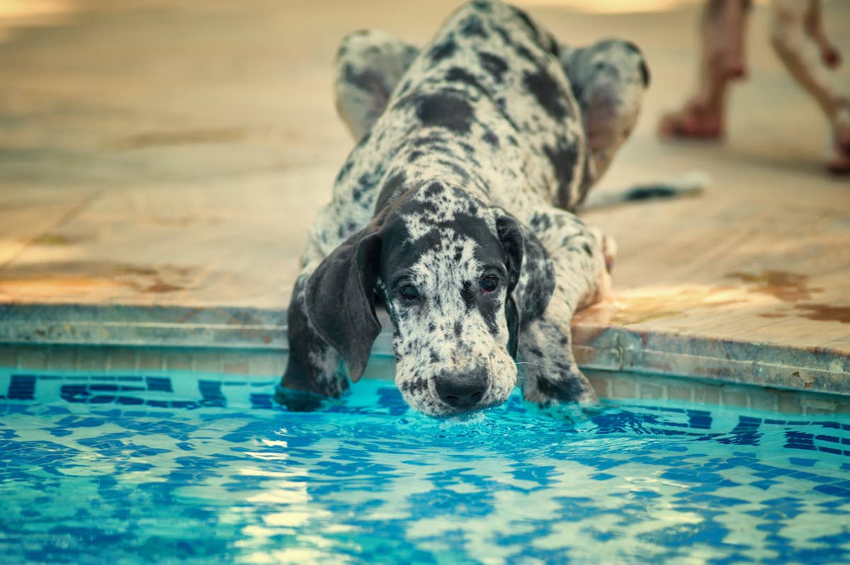 Senior Great Dane Going for a Swim Is Peak Summer Joy