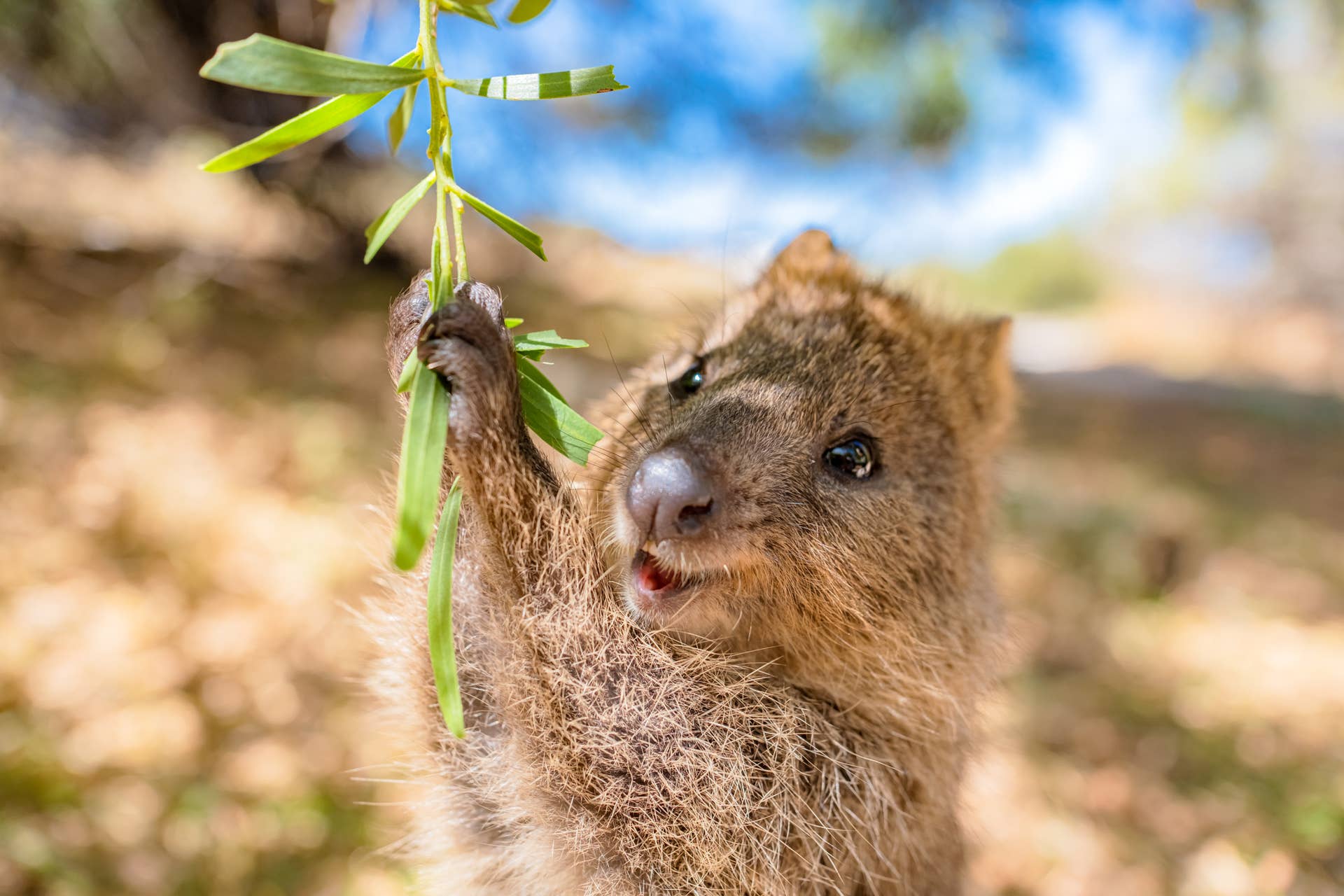 99 Animals That Start With 'Q' (List With Facts)