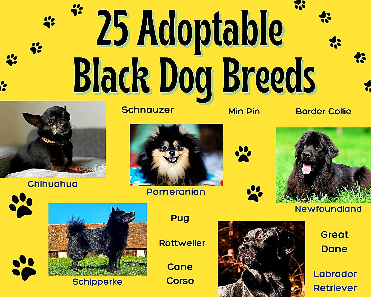 Black Dog Breeds