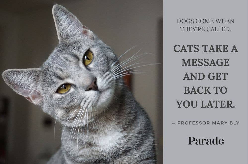 Silly Cat Quotes 60 Best Cat Quotes & Sayings You'll Love