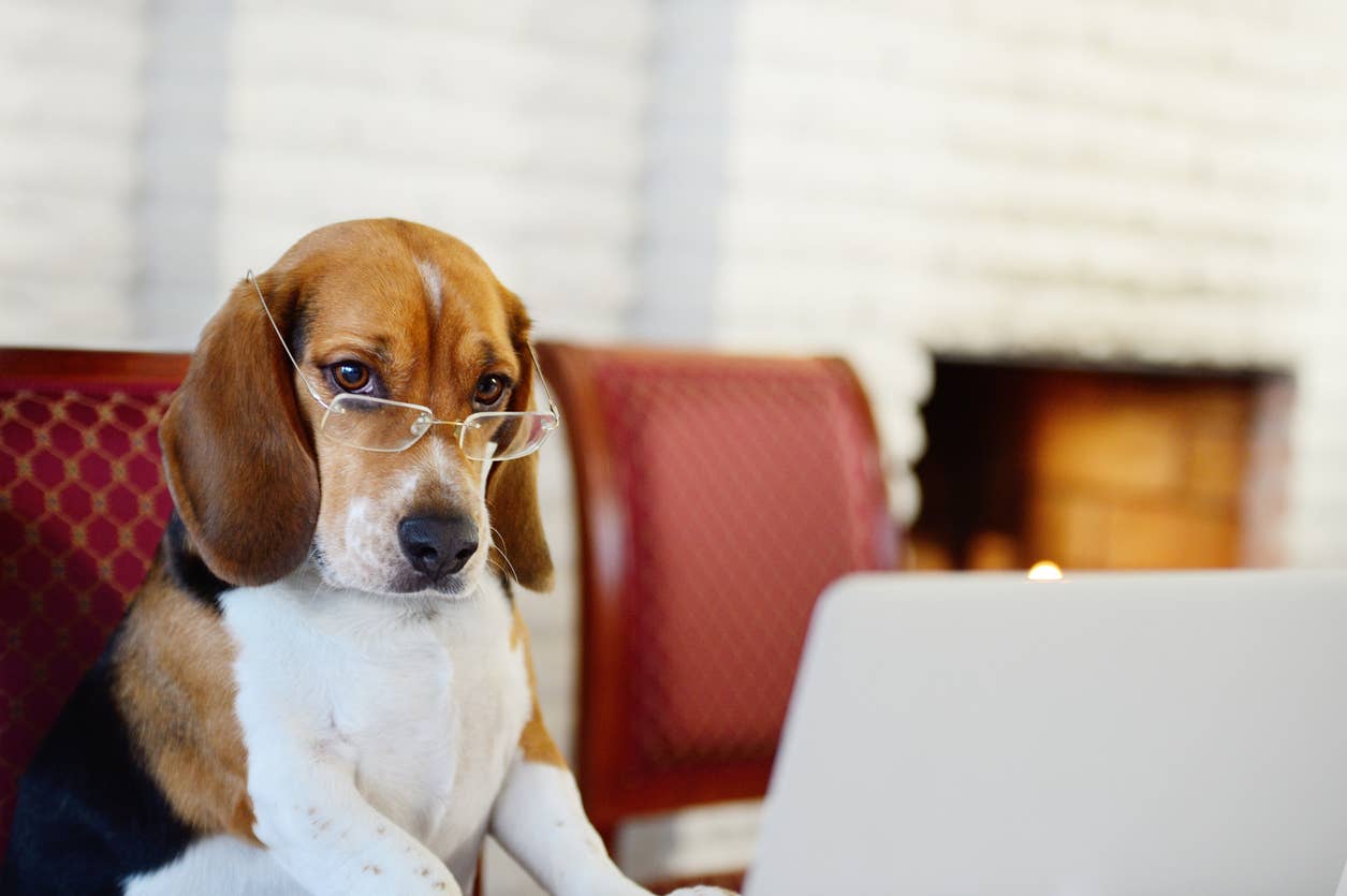 The Smartest Pets You Can Adopt, According to Veterinarians