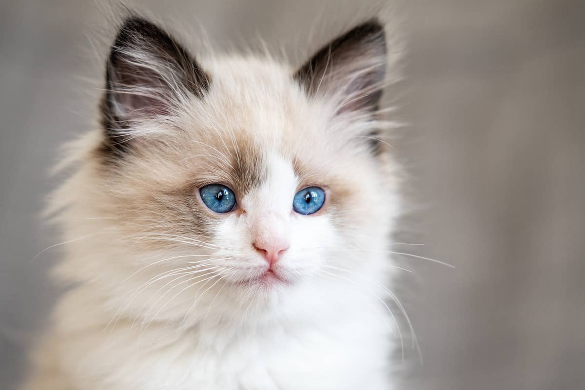 Blue Eyed Ragdoll Cats