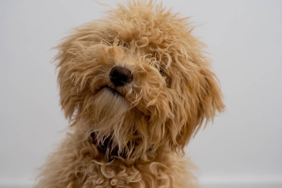 Mom Gives Goldendoodle the Sweetest Makeover After Losing Her Eye to Cancer