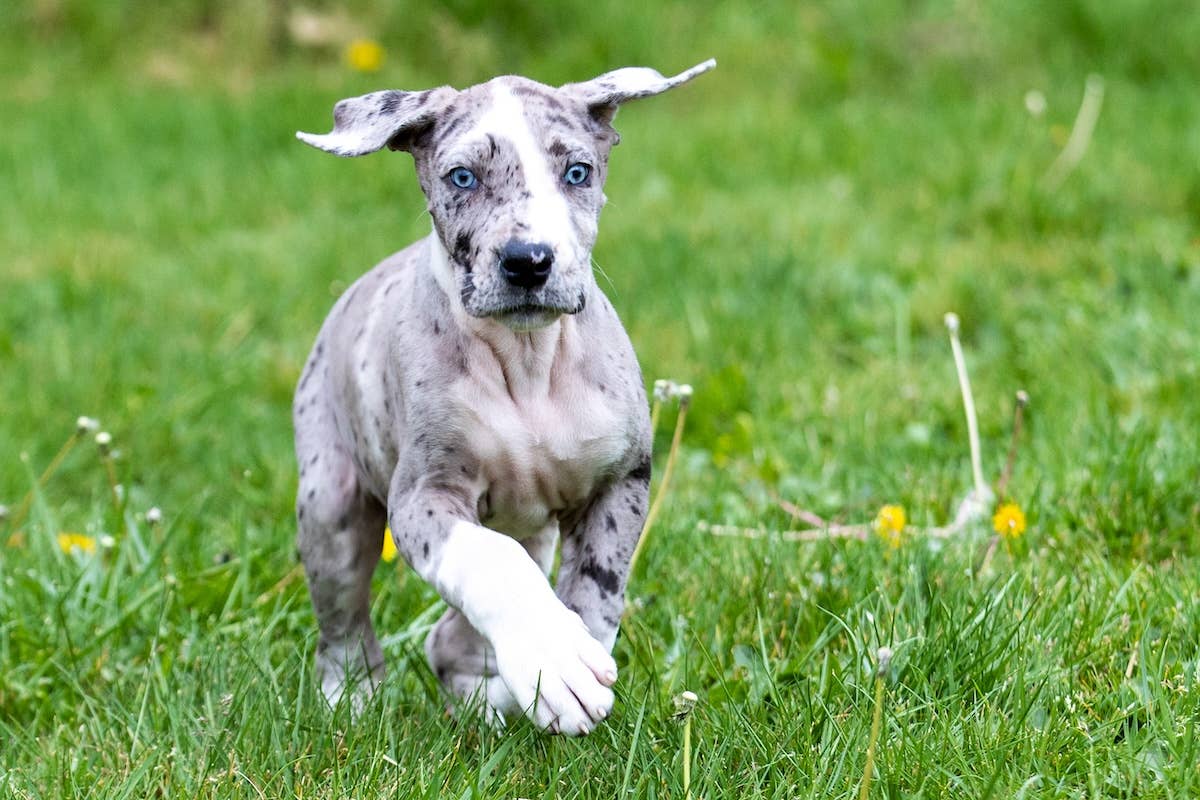 Great Dane's Puppy's Big Paws Have His Steps Sounding Like Stomps