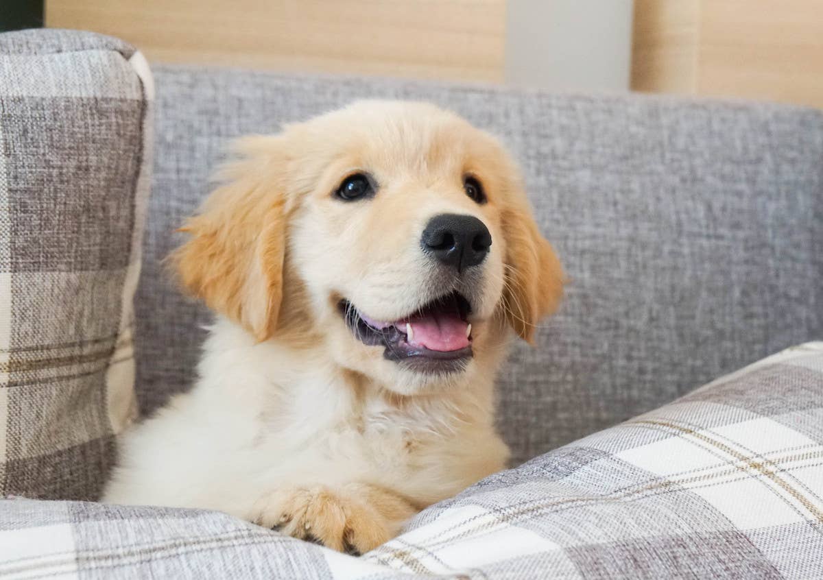 Why Are Golden Retriever Puppies So Cute