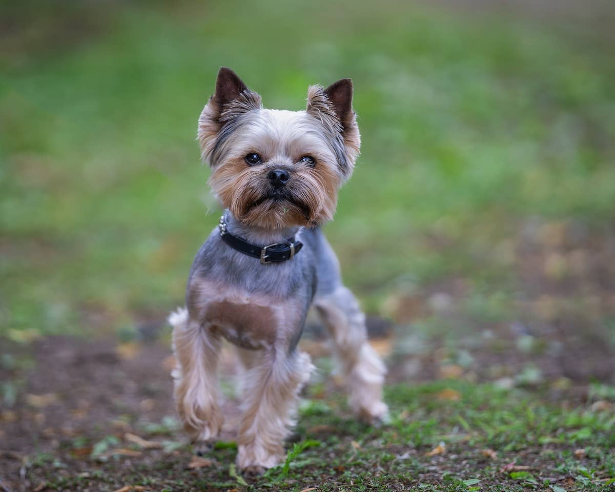 Rescue Yorkie's Epic Battle with His Own Reflection Is the Ultimate ...