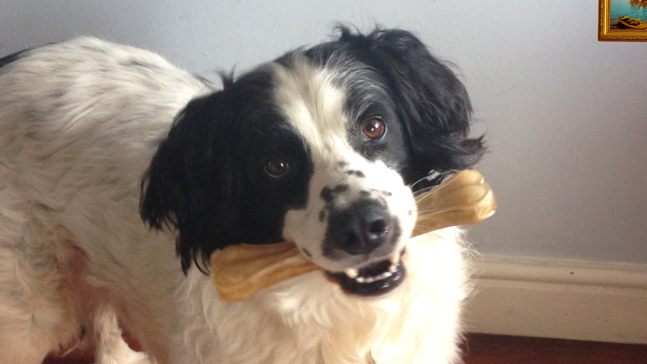 The Fascinating Reason Dogs Bury Bones, According to an Expert