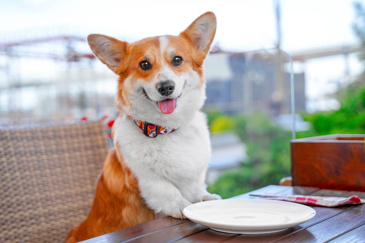 Corgi Bonding with Famous Costco 'Rotisserie Chicken Guy' in Food Court ...