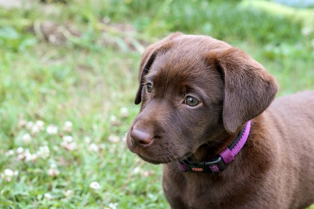 Baby Brown Lab Chocolate Lab Puppies: Dog Breed Facts, Photos & Expert