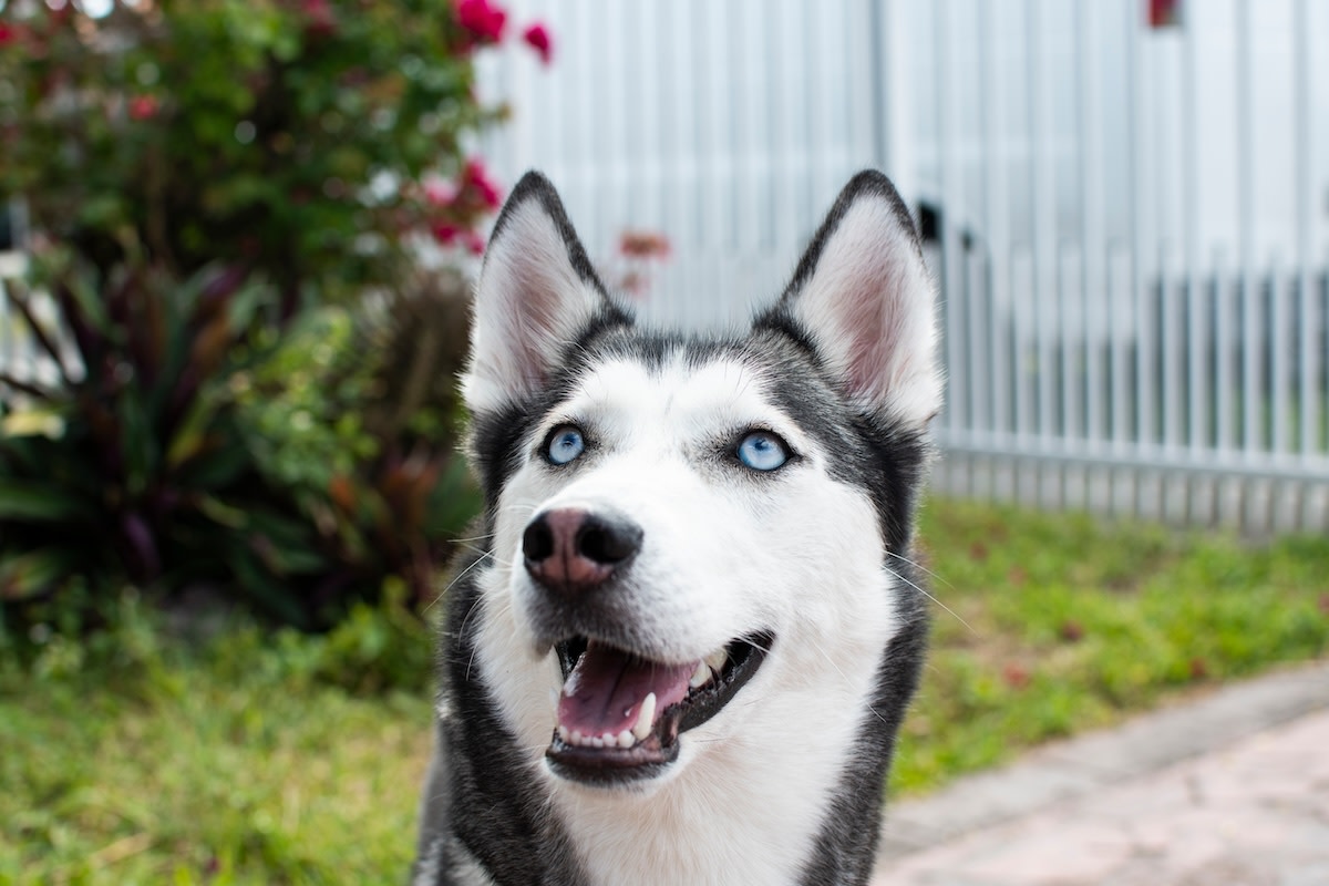 Husky’s Stink-Eye for Mom vs. Heart-Eyes for Friends Is the Ultimate ...