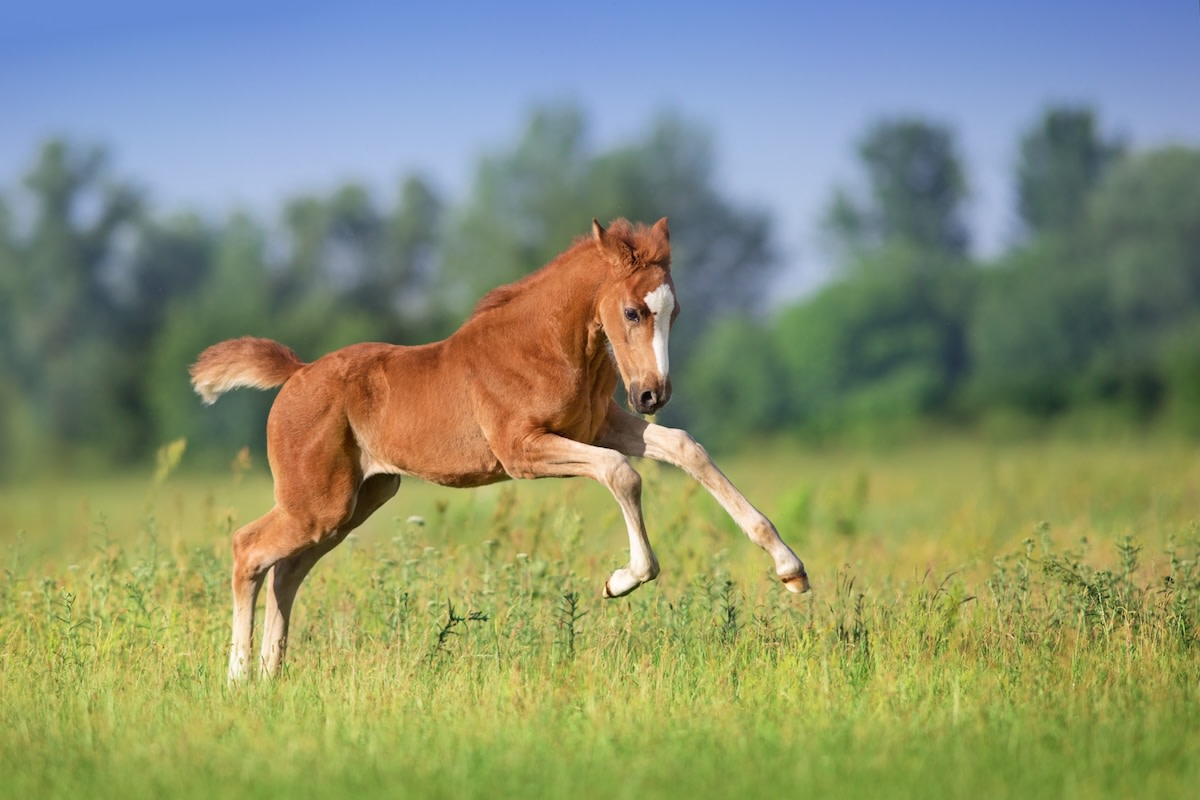 Mama Horse Shows Precious Foal the True Definition of 'Horsing Around ...