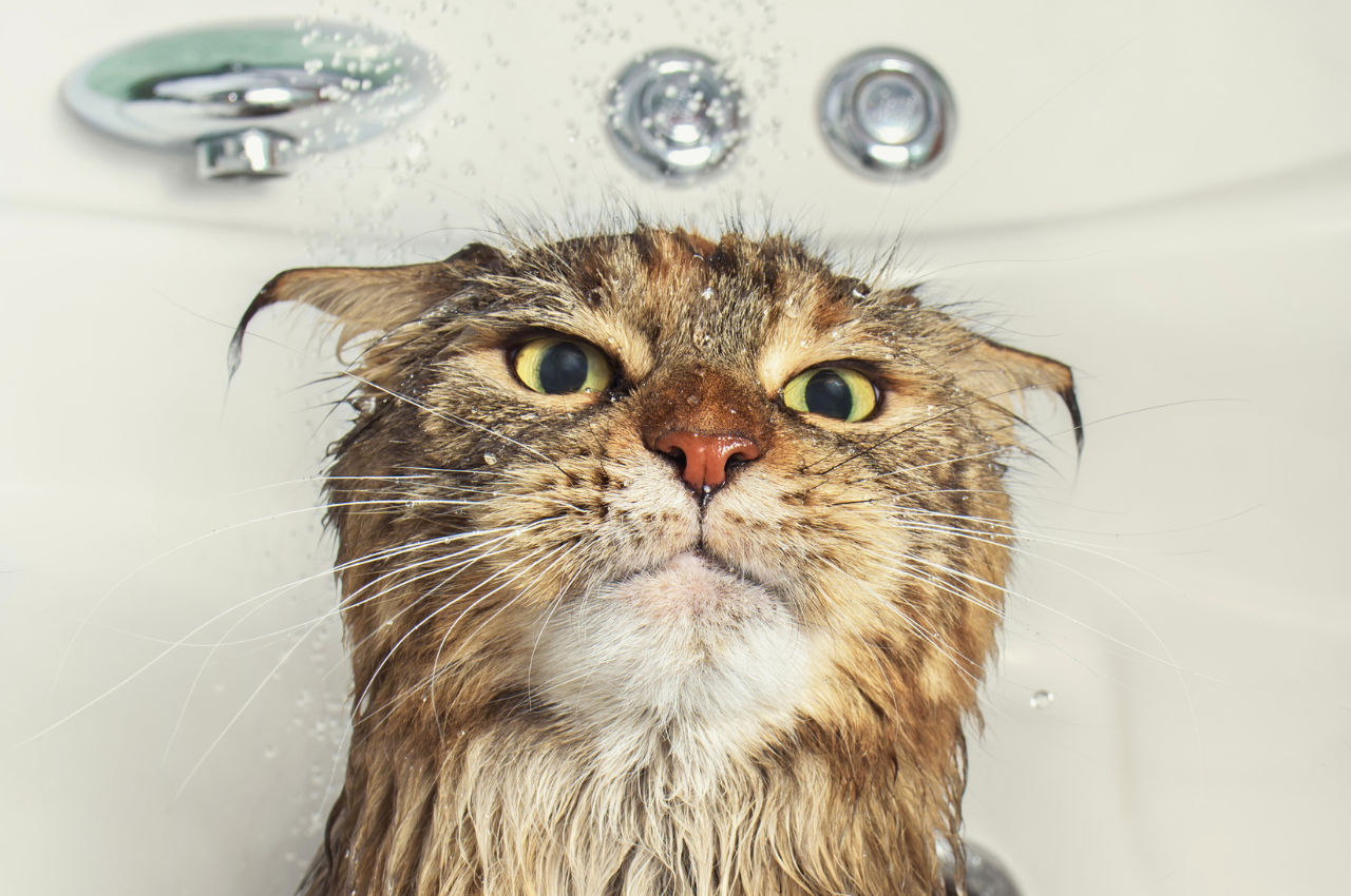Why Do Cats Hate Water? 6 Fascinating Theories