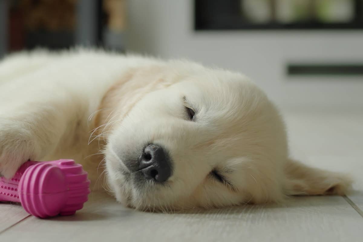 Cachorro Golden Retriever Bebe I Love Golden Retrievers