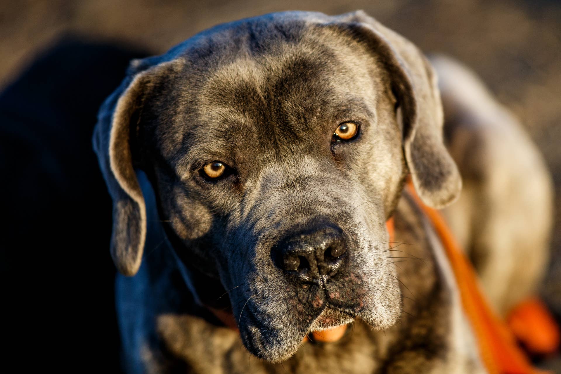 Big Cane Corso Pictures