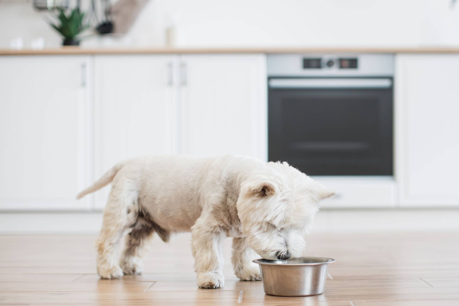 Iconic Outdoor Brand's New Dog Food Aims to Fuel Adventures - Parade Pets