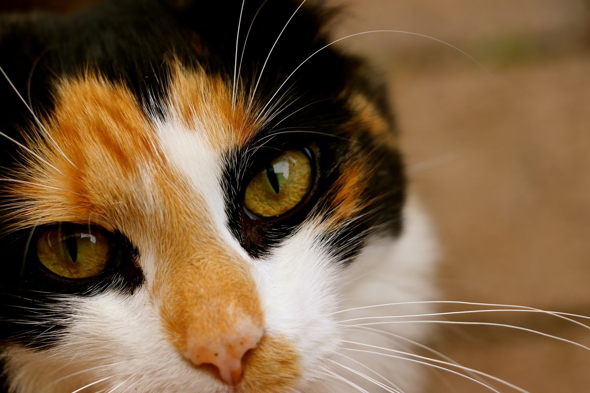 Tiny Calico Kitten Turned Stunning Queen Is Magazine Cover Material