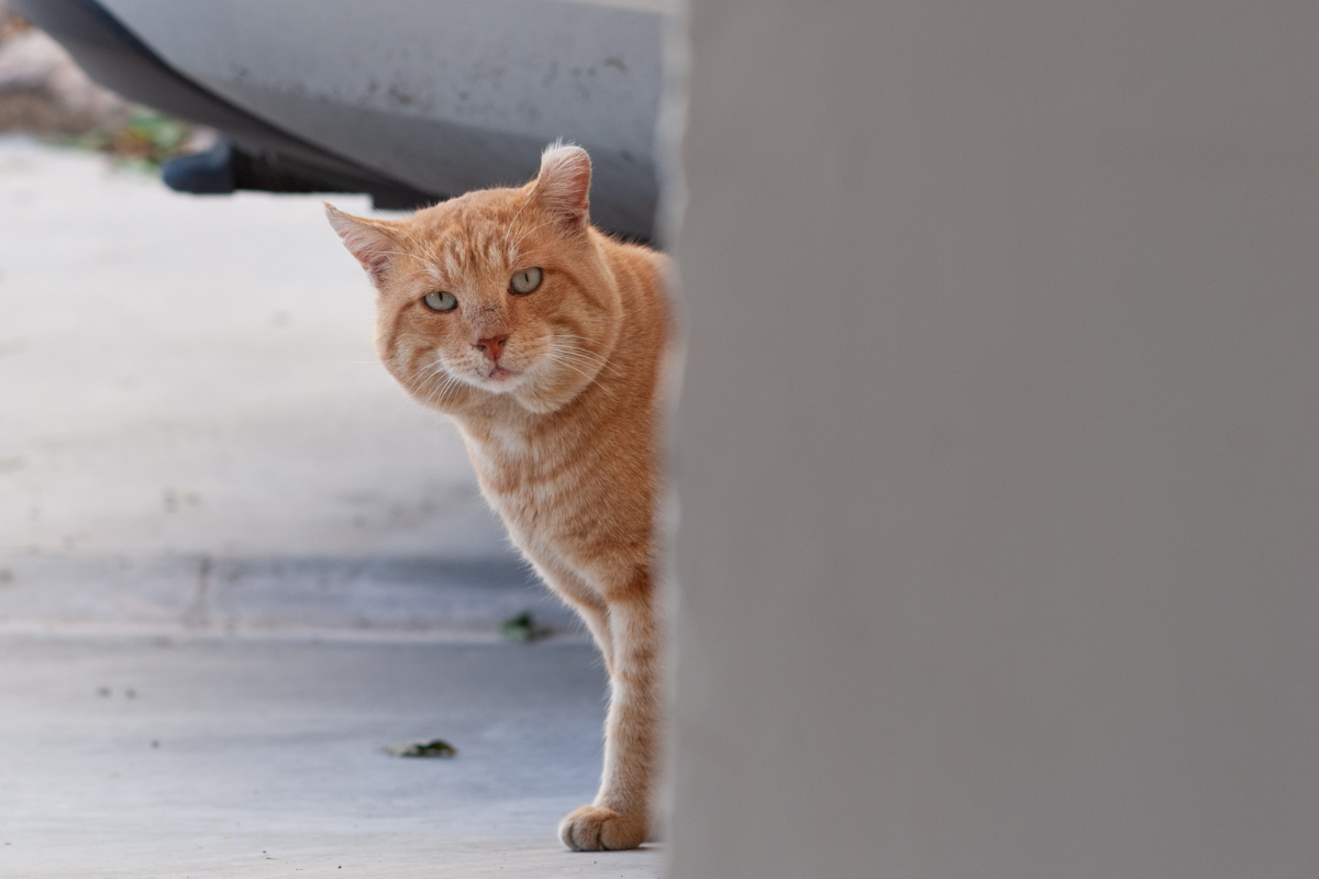 Feral Ginger Cat Guides Rescuers to Hidden Kitty Colony in Urgent Need ...