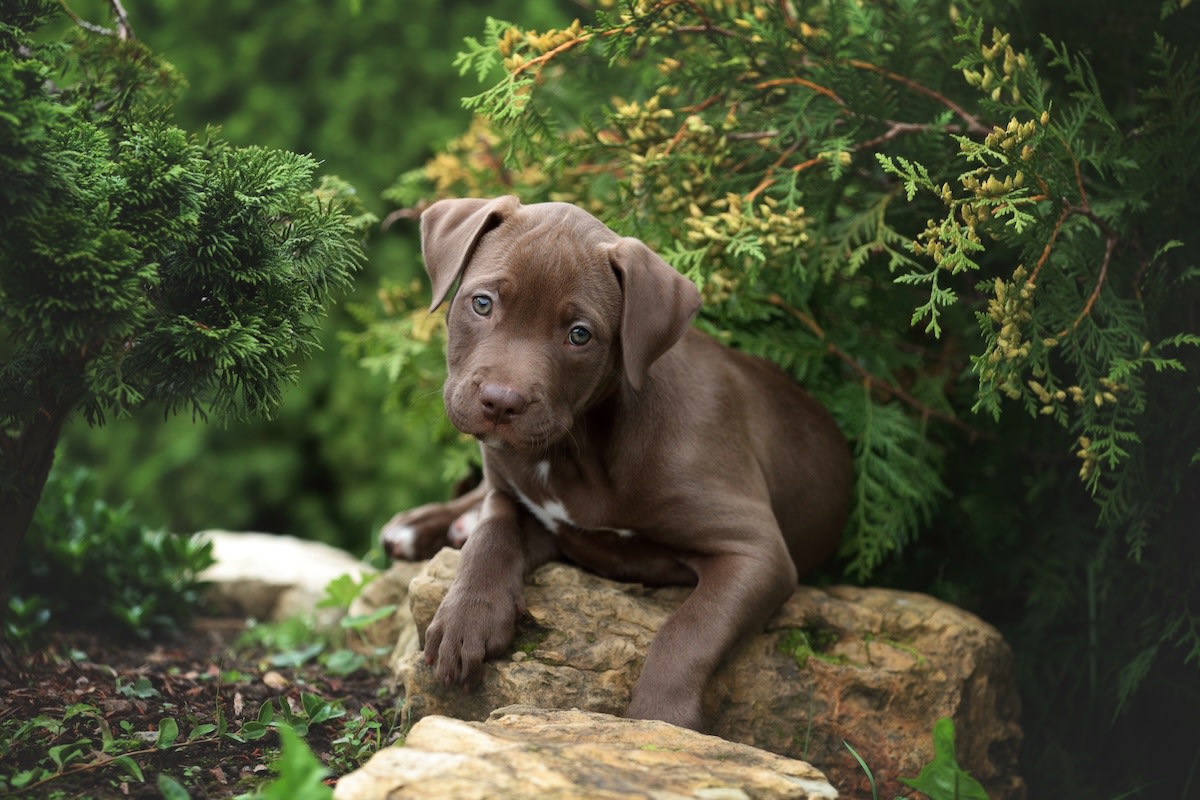 Zilveren Pitbull Pups What Is Causing Dry Skin On My Puppy's Nose?