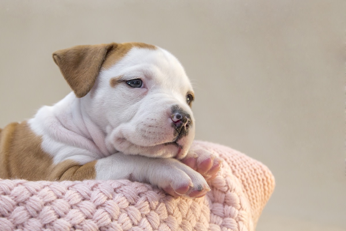 Staffy Puppy in Food Coma Takes Epic Faceplant After Falling Asleep ...