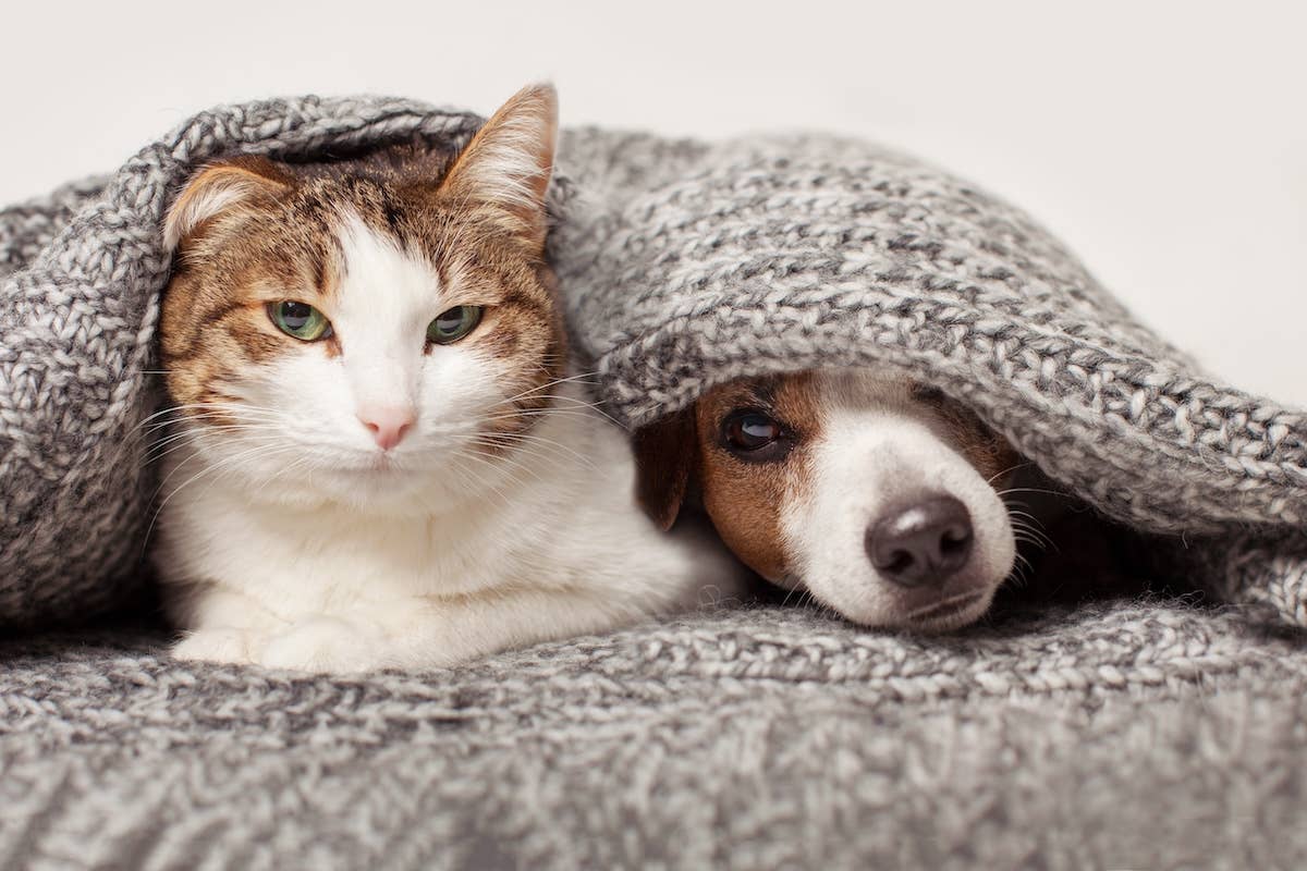 Dog Who Was Raised by Cats Acts Just Like Them and It's Perfect